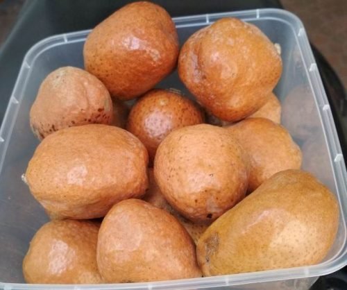 Khasiat Buah Zuriat Untuk Promil Dan Cara Konsumsinya Agar Hamil Apa ...